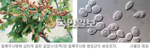 서울대수목 병해충·생리 도감 펴낸다