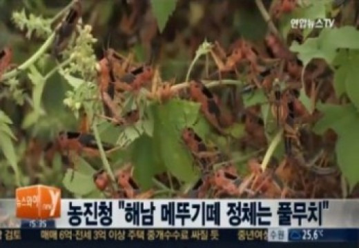 해남 메뚜기떼 정체 풀무치 99 퇴치완료