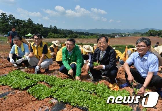 이마트 토종 배추 종자 육성한다