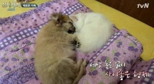 고양이보다 개가 주인 더 사랑 사랑의 호르몬옥시토신 수치 5배 많아