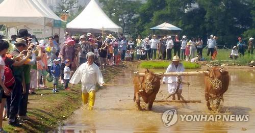 홍천군 전통 겨릿소 써레질 서울나들이
