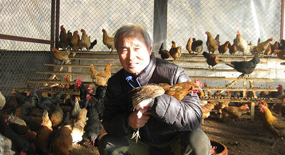 마당에 풀어놓고 발효사료 먹이니 2만 마리 토종닭 농장 Ai 무풍지대