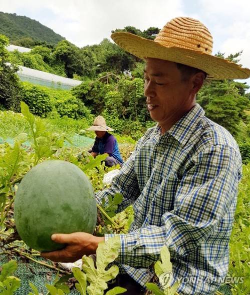 이게 무등산 수박입니다