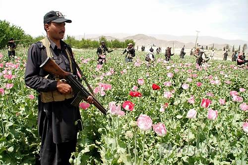 PAKISTAN POPPY DESTRUCTION