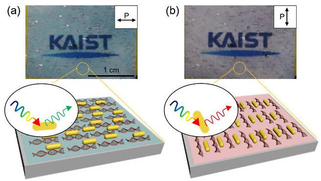 KAIST, DNA 이용.. 'LCD 화면 선명도 높인다'