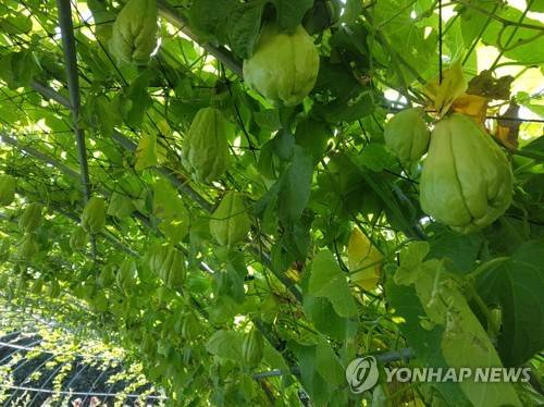 거제도서 아열대채소 노지 재배 성공