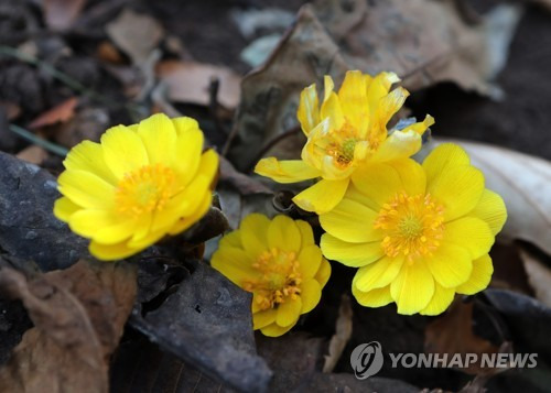 아니 벌써봄의 전령사 복수초 활짝
