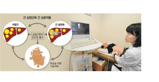 지방간 간 섬유화 근육량 감소 심부전 악순환 끊으려면