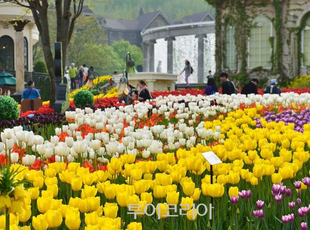 120만 송이 봄꽃 반기는 에버랜드 튤립 축제