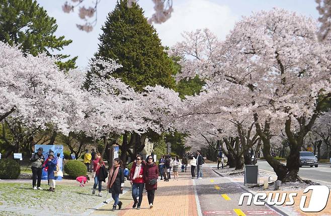 진해해군기지사령부에서 즐기는 벚꽃