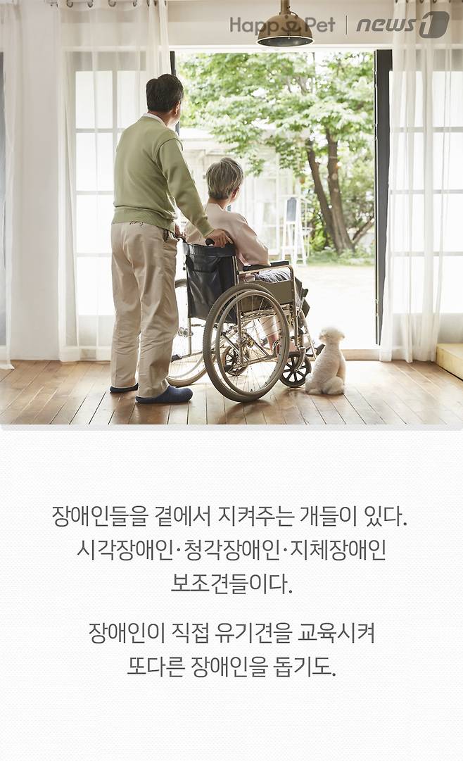 펫카드 편견없이 장애인 돕는 반려견들