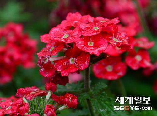 사진in세상 꽃잎에 맺힌 영롱한 빗방울