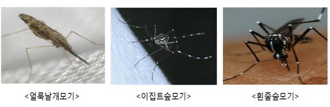 해외 여행시 뎅기열·말라리아·지카 등 모기매개감염병 주의 당부