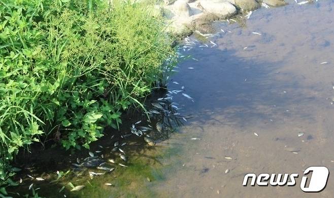 화재 발생 제천 화학공장 인근 하천 물고기 떼죽음