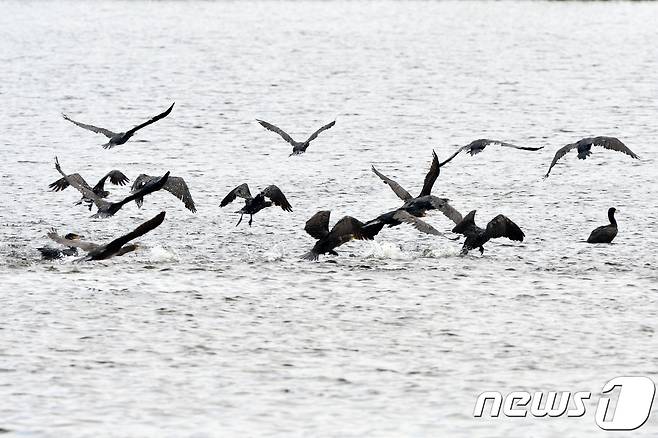 사냥 나서는 가마우지떼