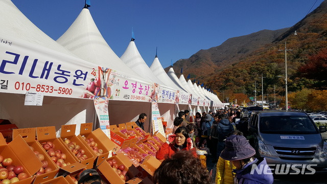 밀양 얼음골 사과축제 11월3~4일 열려다양한 참여이벤트 등도 마련