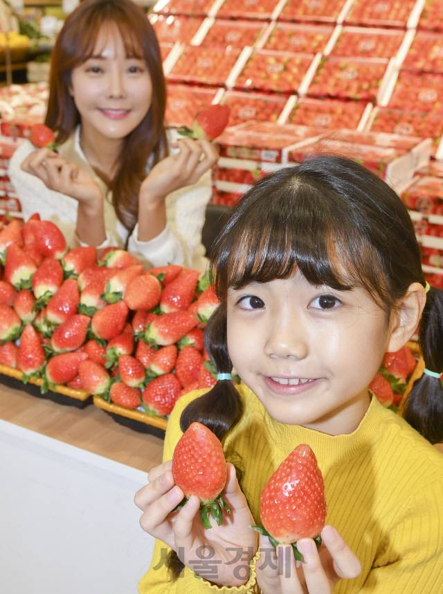 딸기의 왕 킹스베리 맛보세요