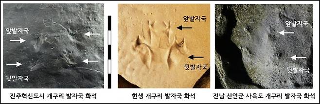 진주에서 세계에서 가장 오래된 개구리 발자국 화석 발견