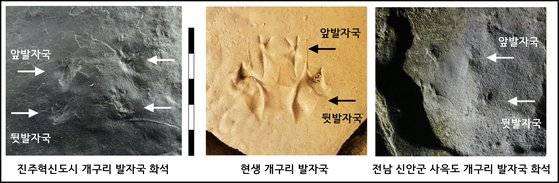 가장 오래된 개구리 발자국 어떻게 생겼나진주에서 발견
