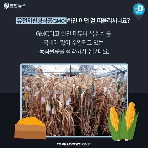 카드뉴스 미국 유전자변형 연어 수입 허가다시 불거진 Gmo 논란