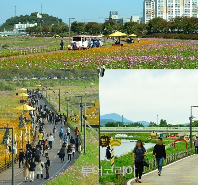 봄꽃 향기에 취하다 장성 황룡강 洪길동무 꽃길 축제