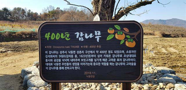 곶감 도시 상주 낙동 400년 감나무 보호수로