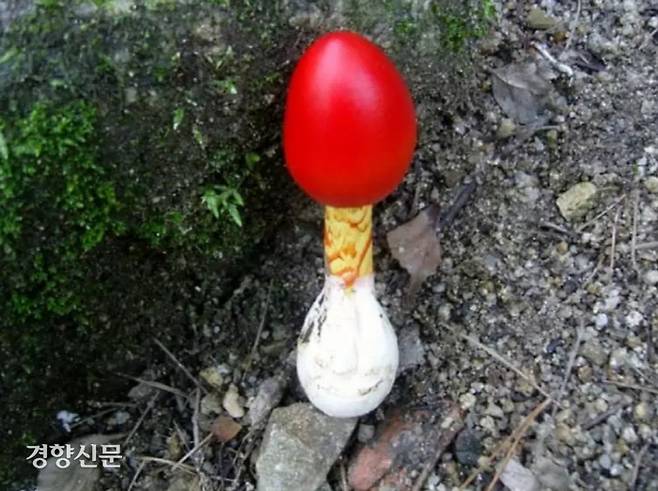 포악한 외모의 식용버섯