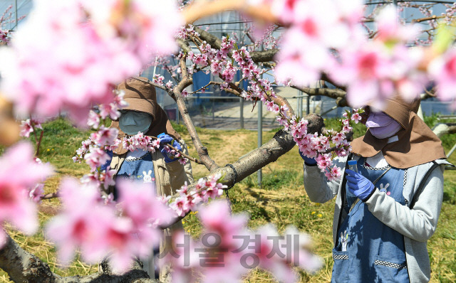 화사한 봄날 복숭아 인공수분 작업하는 경기도농업기술원