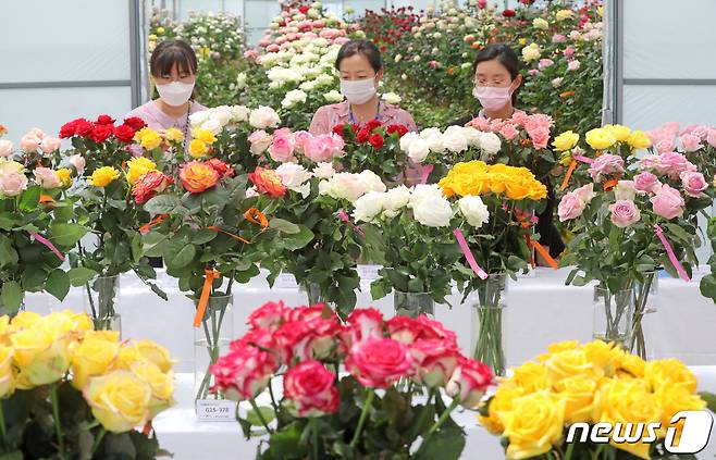 한자리에서 만나는 다양한 장미