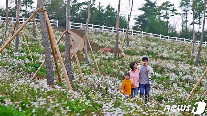 치즈테마파크에 활짝 핀 구절초임실군 동산 조성