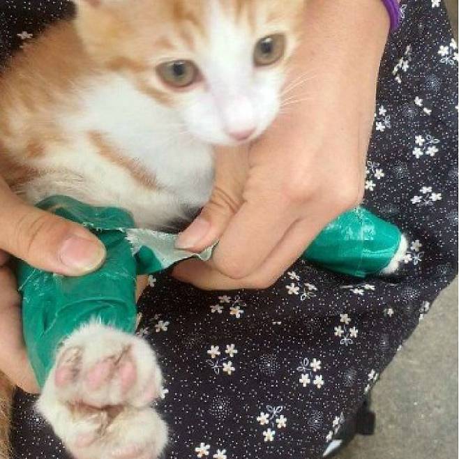 새끼 고양이 다리 청테이프로 감아 쓰레기 더미에 둔 20대