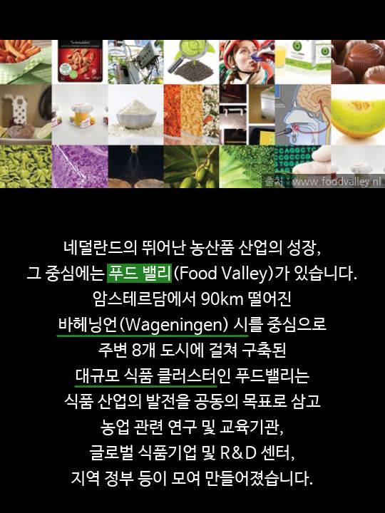 세계적인 농업 수출국의 비결은 네덜란드 푸드 밸리food Valley Nl Mylovekbs