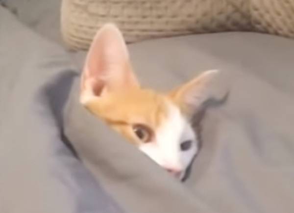 뭐하나 봤더니 침대에 얼굴만 쏙 내밀고 있는 냥이 올라펫