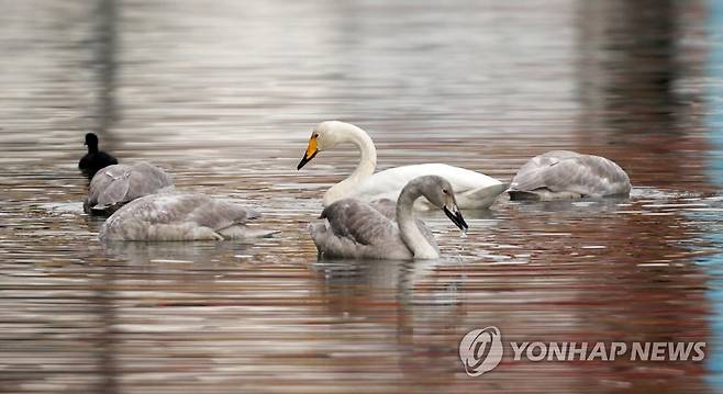 픽 경남 멸종위기 큰고니 인공호수 휴식 장면 포착