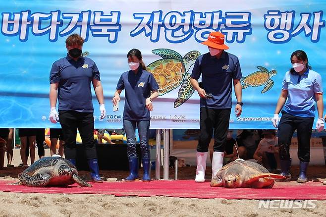 고향 품으로 멸종위기 바다거북 6마리 제주서 방류