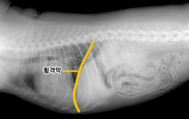 강아지 배꼽이 튀어나와 있다면 탈장일 수 있다고 비마이펫