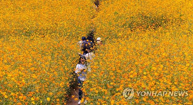 가을을 향해 손짓하는 도심의 코스모스