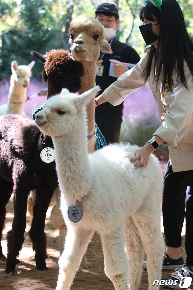 알파카와 함께 즐거운 휴일