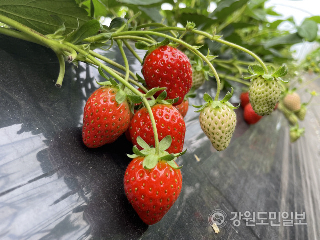 강릉의 대표 겨울작물 딸기 맛보러 오세요