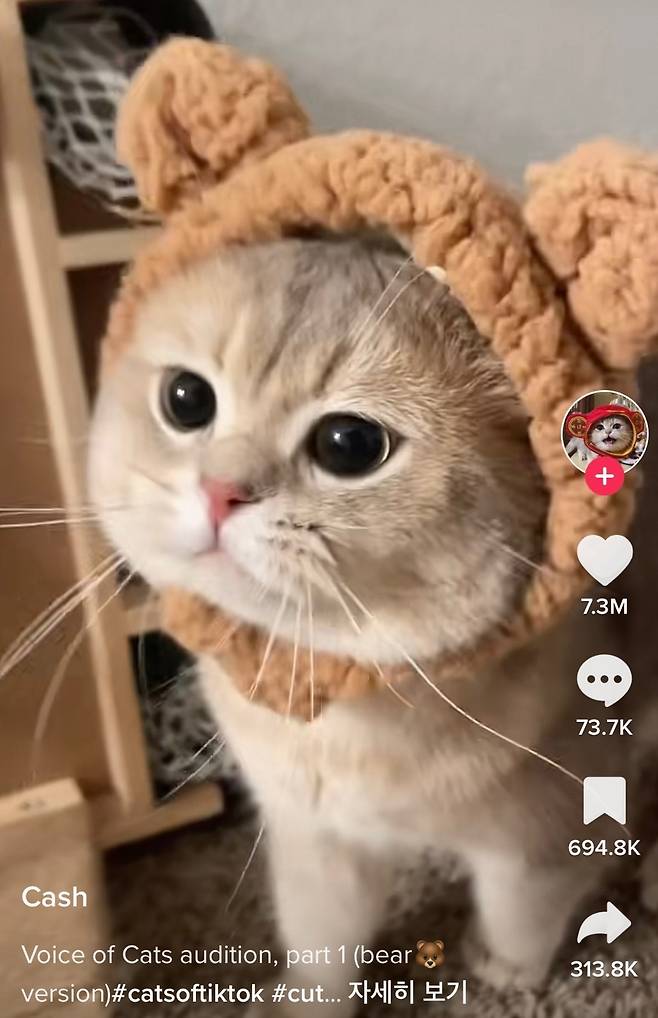 '야옹~' 곰의 탈을 쓴 고양이의 애교 | koreadognews