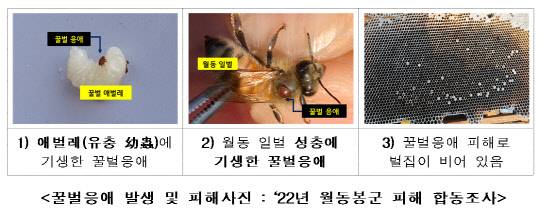 겨울철 월동 꿀벌 폐사 우려농식품부 피해 최소화 대책 마련
