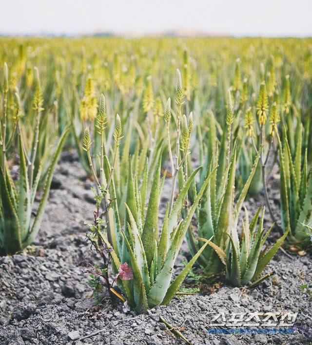 유니베라 알로에 산업통상자원부 주최 2022 세계일류상품 선정