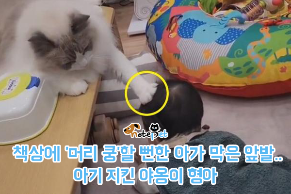 새끼고양이 구조하려다 손가락 물린 여성알고 보니 보브캣 노트펫