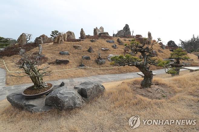 4만송이 애기동백 활짝신안 분재공원 겨울꽃 축제 9일 개막