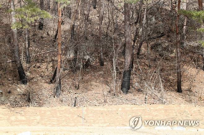 불에 탄 흔적이 남은 나무
