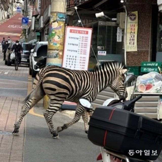 어린이대공원 탈출한 얼룩말 ‘세로도심 활보하다 3시간 만에 포획