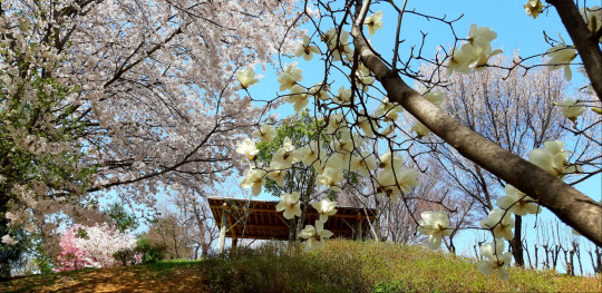 용산 대통령실 무궁화동산의 봄목련·살구꽃·벚꽃이 어우러진 진풍경 정충신의 꽃·나무 카페