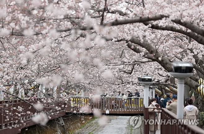 마스크 벗고 가보자 벚꽃 축제 알아보기 1일 1짤
