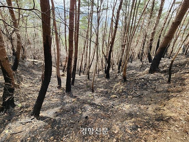 121㏊ 탔지만 숲은 이겨냈다···지리산 산불 달랐던 비밀은 활엽수림