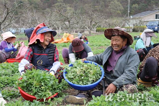 노화 방지 돕는 ‘곰보배추 수확 한창